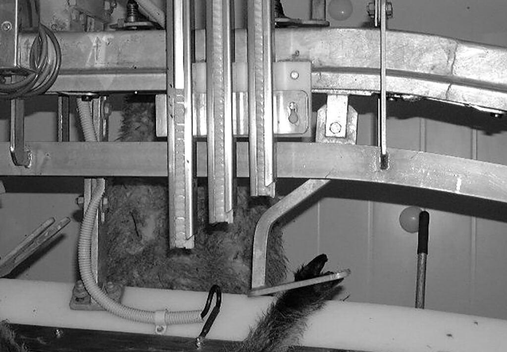 Slaughtering Equipment | Wassco Engineering